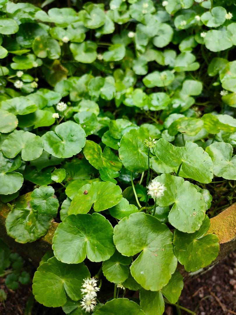 Co to jest CICA? Poznaj moc wąkrotki azjatyckiej w kosmetykach do ...